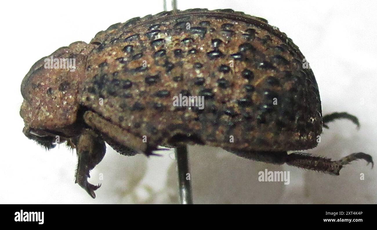 Carcass Beetles (Omorgus) Insecta Stock Photo - Alamy