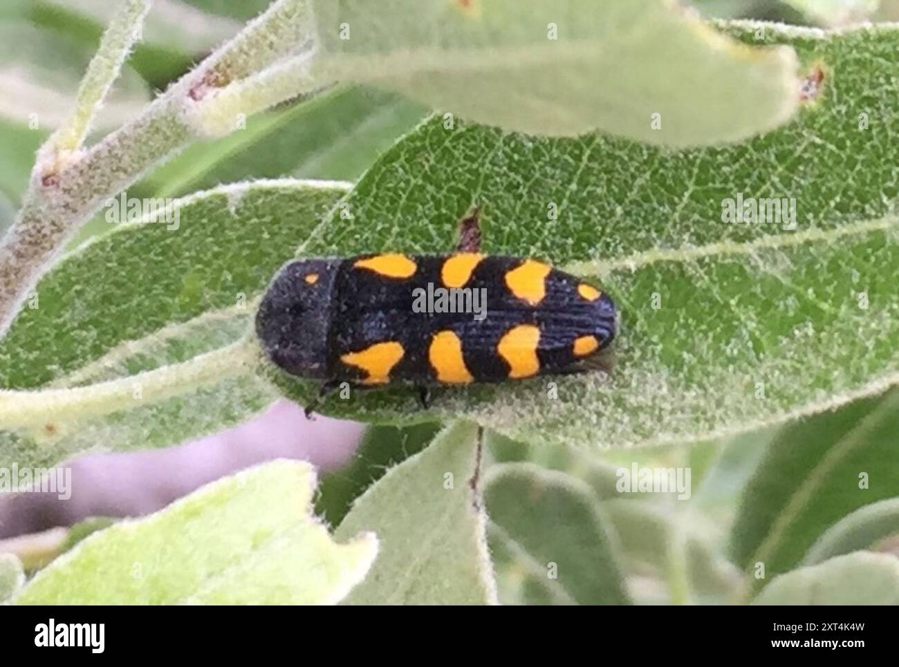 Ptosima undecimmaculata hi-res stock photography and images - Alamy