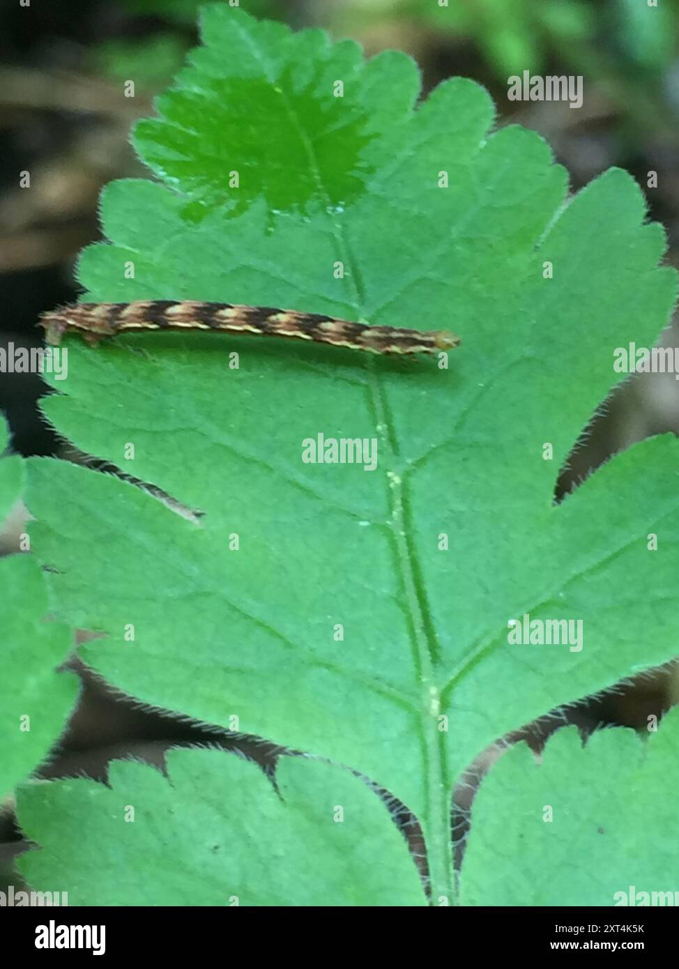 Geometer Moths (Geometridae) Insecta Stock Photo - Alamy
