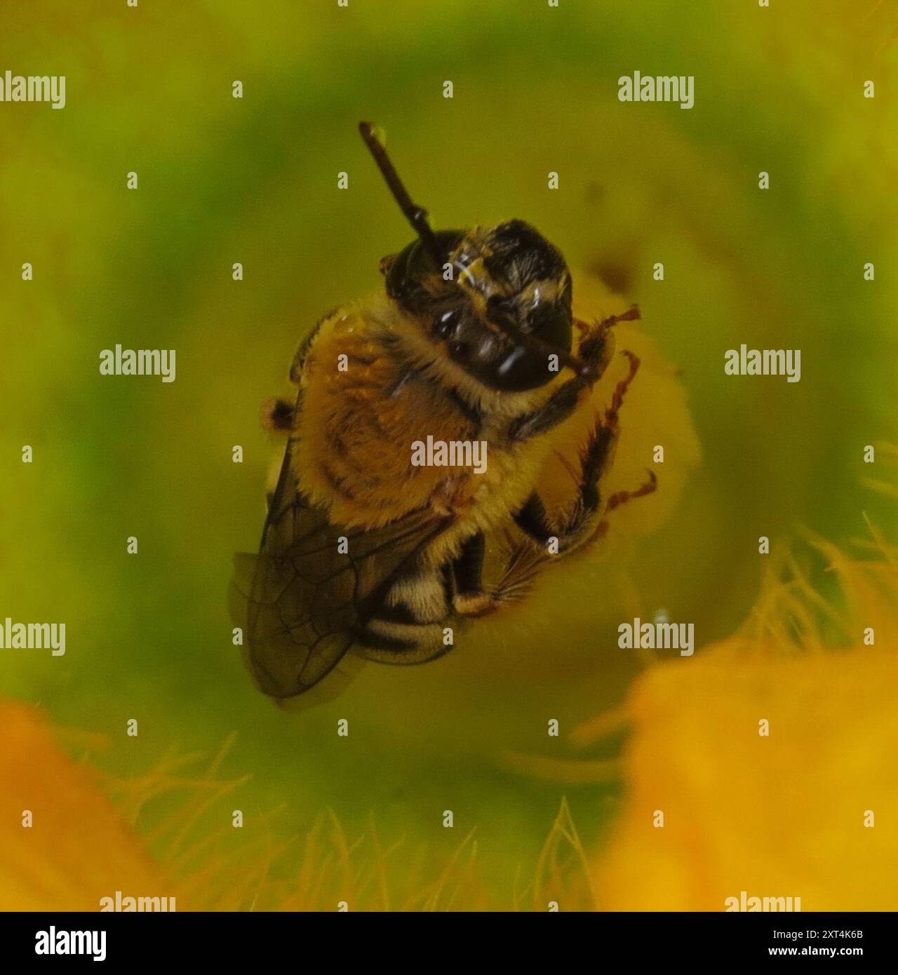 Pruinose Squash Bee (Peponapis pruinosa) Insecta Stock Photo - Alamy