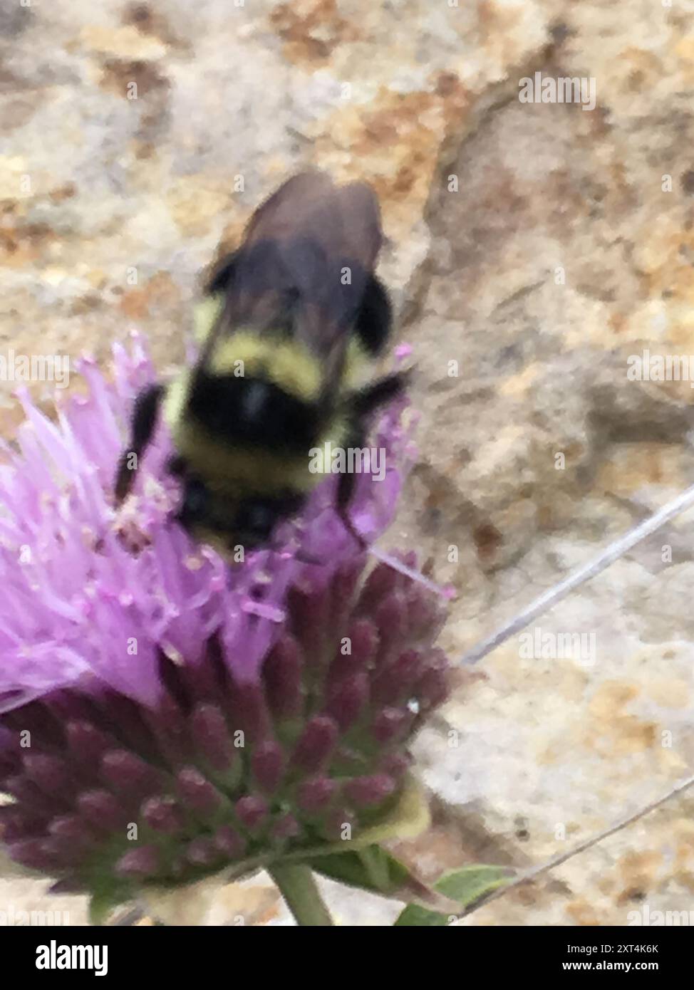 Black-tailed Bumble Bee (Bombus melanopygus) Insecta Stock Photo - Alamy