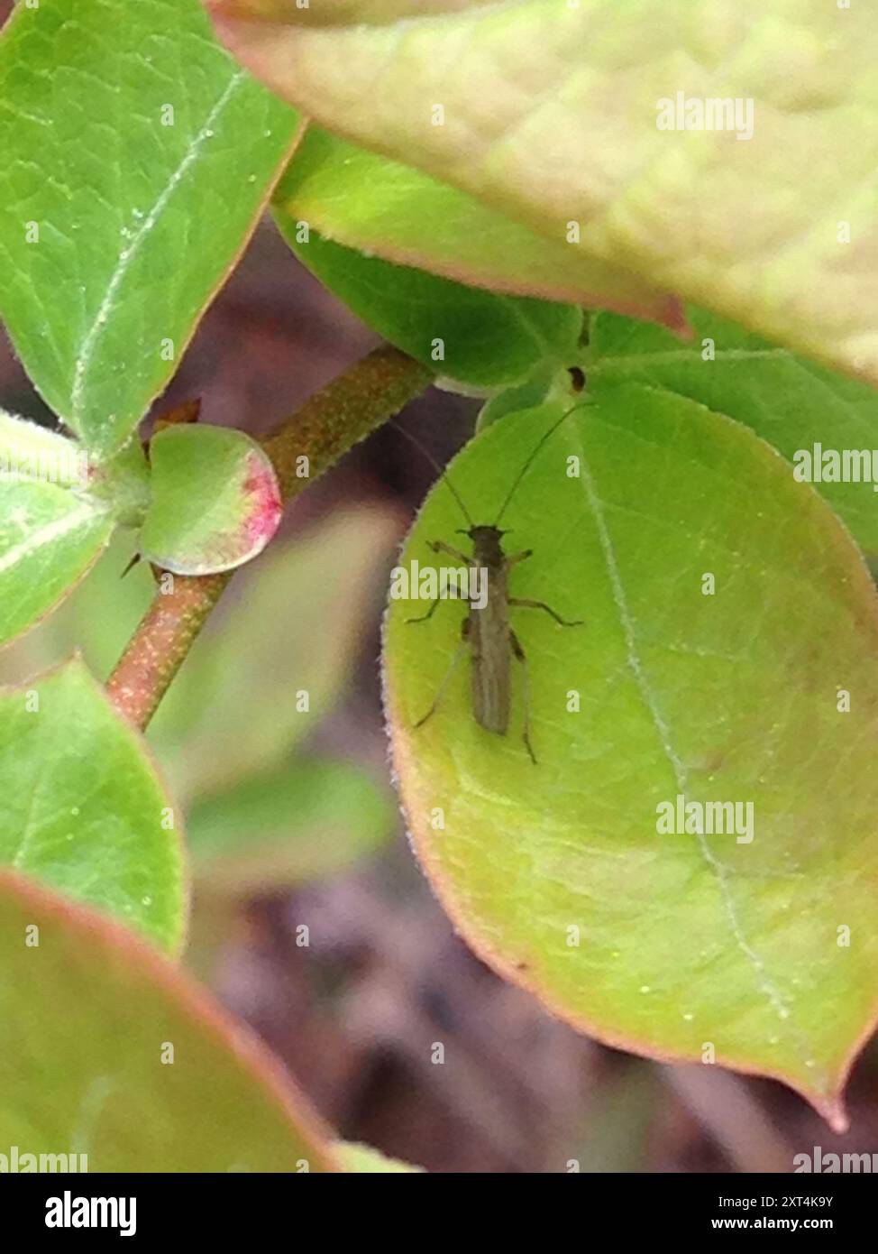 Winter Stoneflies (Taeniopterygidae) Insecta Stock Photo - Alamy