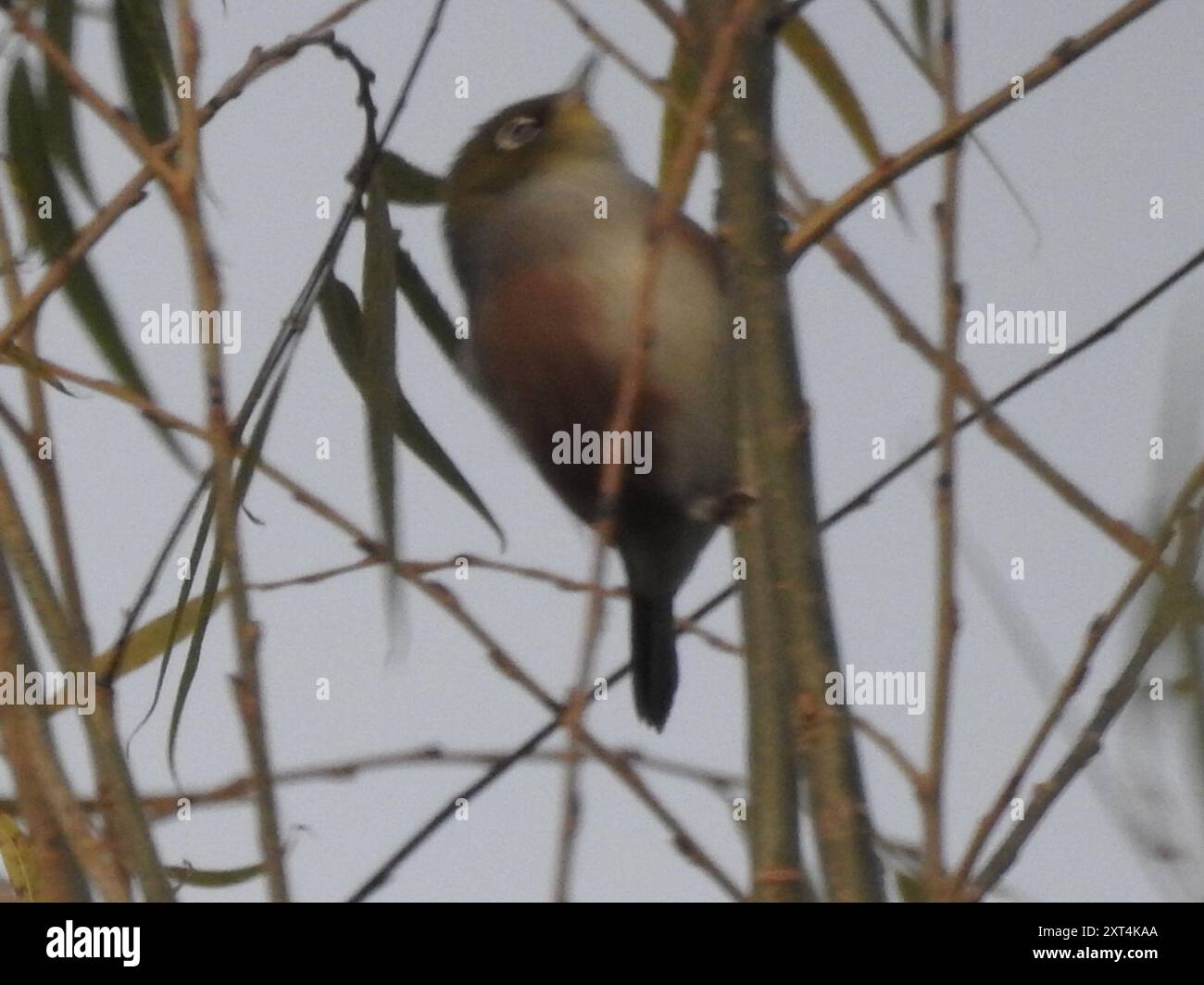 Tasmanian Silvereye (Zosterops lateralis lateralis) Aves Stock Photo ...