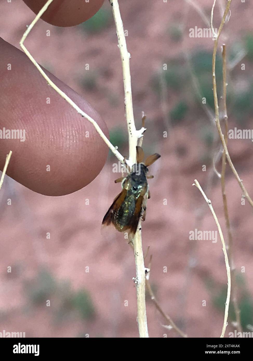 (Ripiphorus rex) Insecta Stock Photo - Alamy