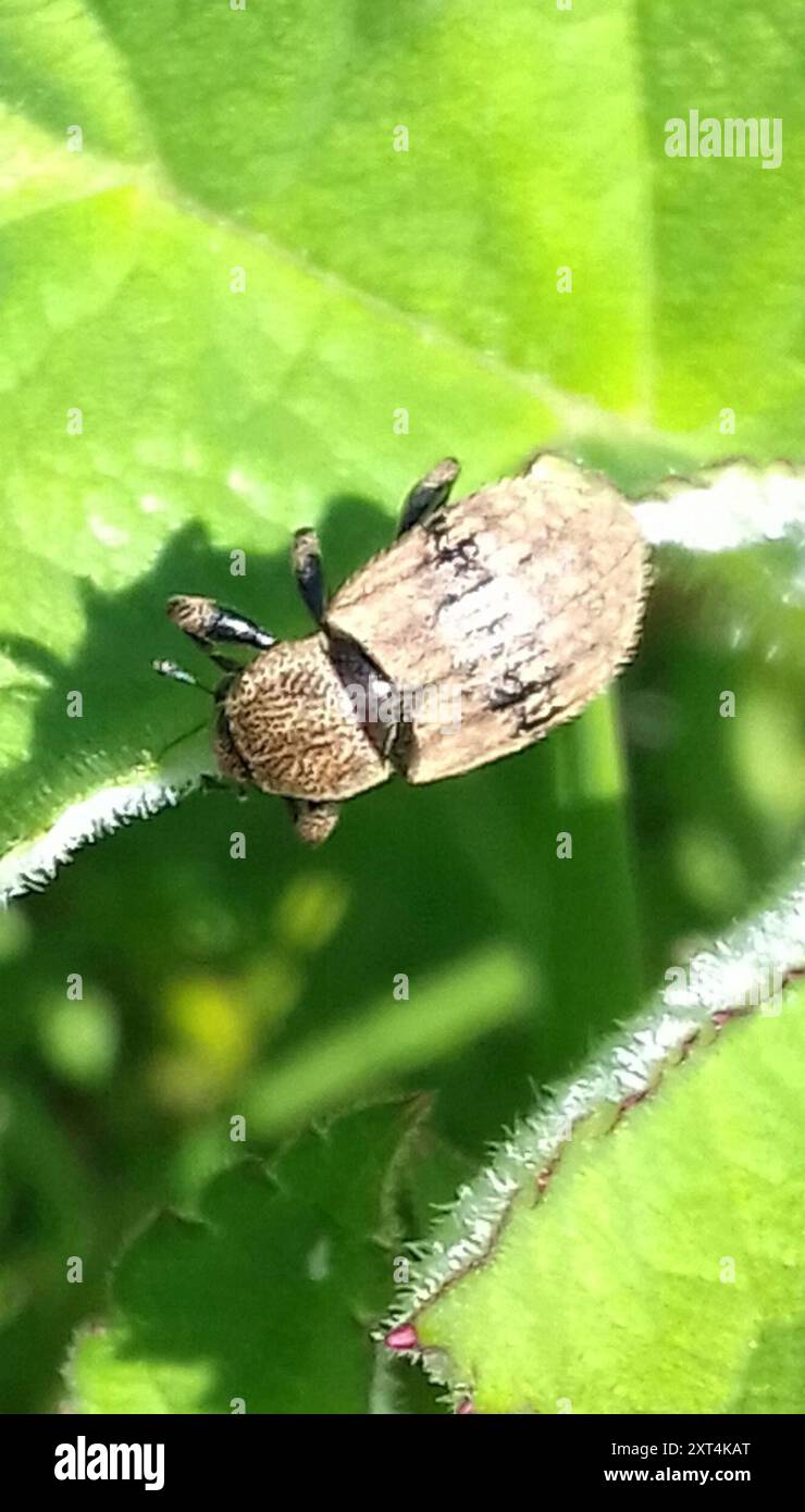 Ground Weevil (Barynotus obscurus) Insecta Stock Photo - Alamy