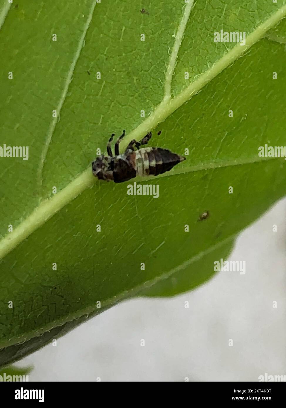 True Hoppers (Auchenorrhyncha) Insecta Stock Photo - Alamy