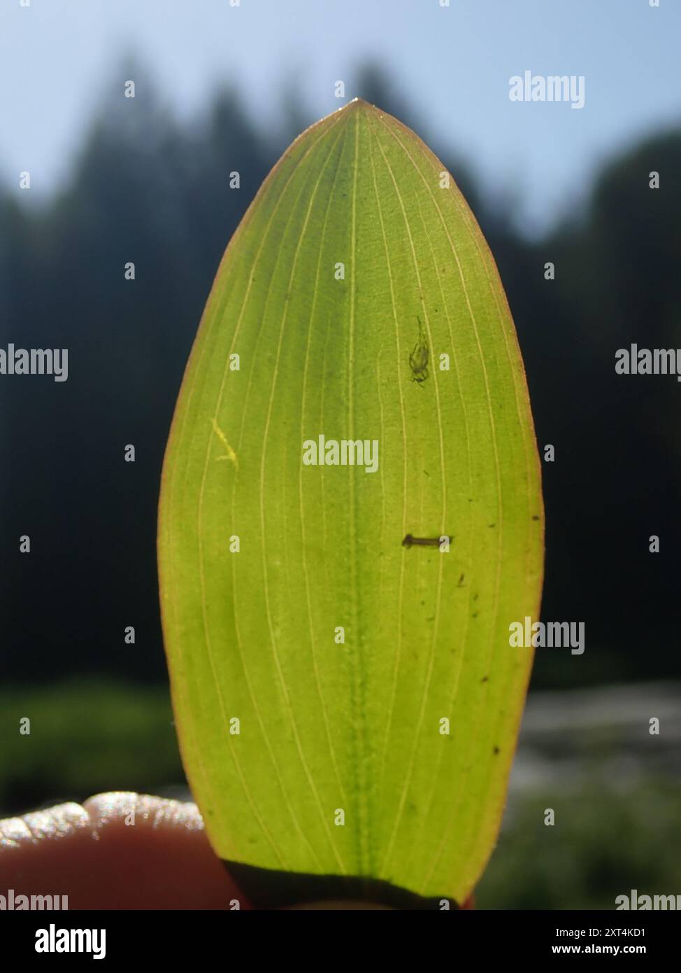 floating-leaved pondweed (Potamogeton natans) Plantae Stock Photo - Alamy