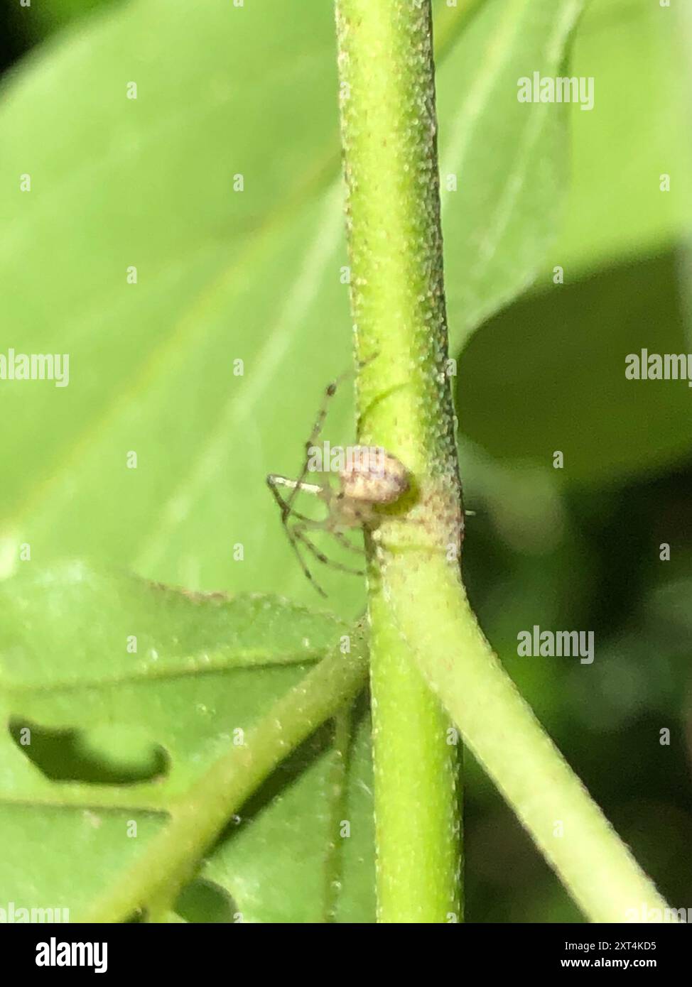 Comb-footed Spiders (Theridiidae) Arachnida Stock Photo - Alamy