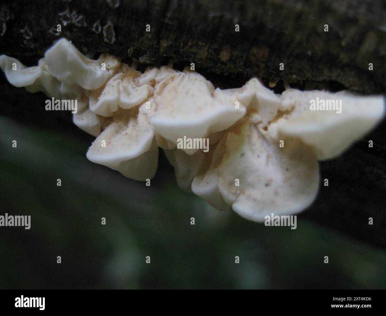 bladder stalks (Physalacria inflata) Fungi Stock Photo - Alamy