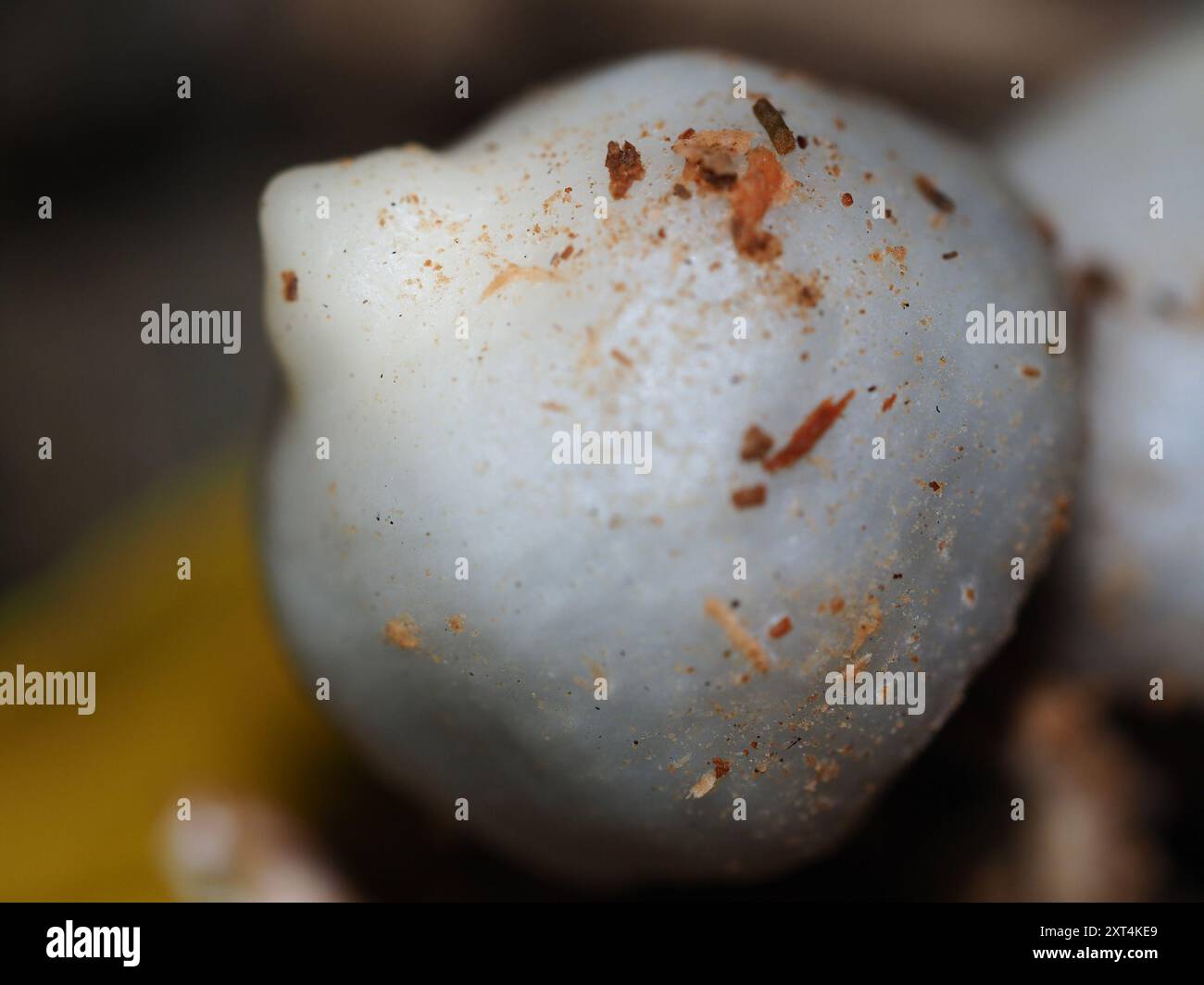 (Psilocybe weraroa) Fungi Stock Photo - Alamy