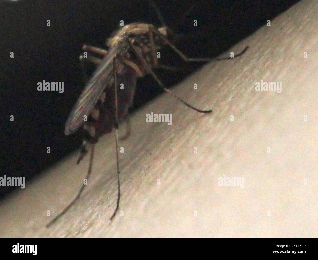 Inland Floodwater Mosquito (Aedes vexans) Insecta Stock Photo - Alamy
