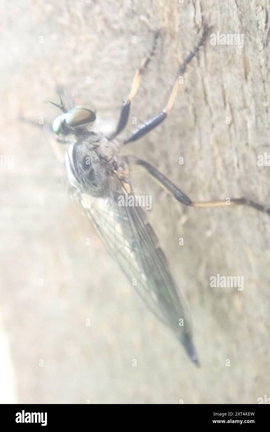 Common Awl Robber Fly (Neoitamus cyanurus) Insecta Stock Photo - Alamy