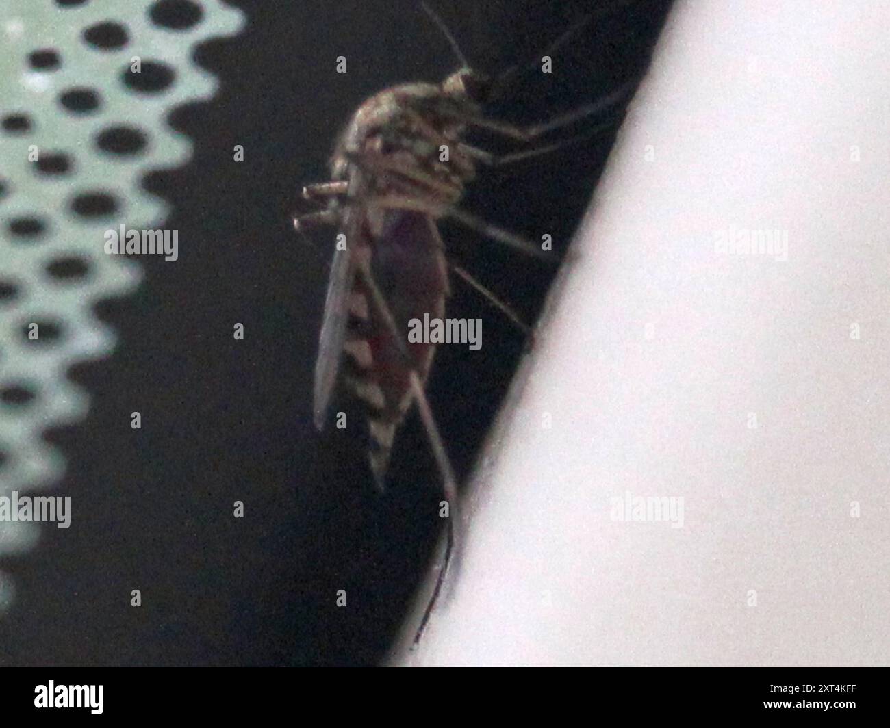 Inland Floodwater Mosquito (Aedes vexans) Insecta Stock Photo - Alamy