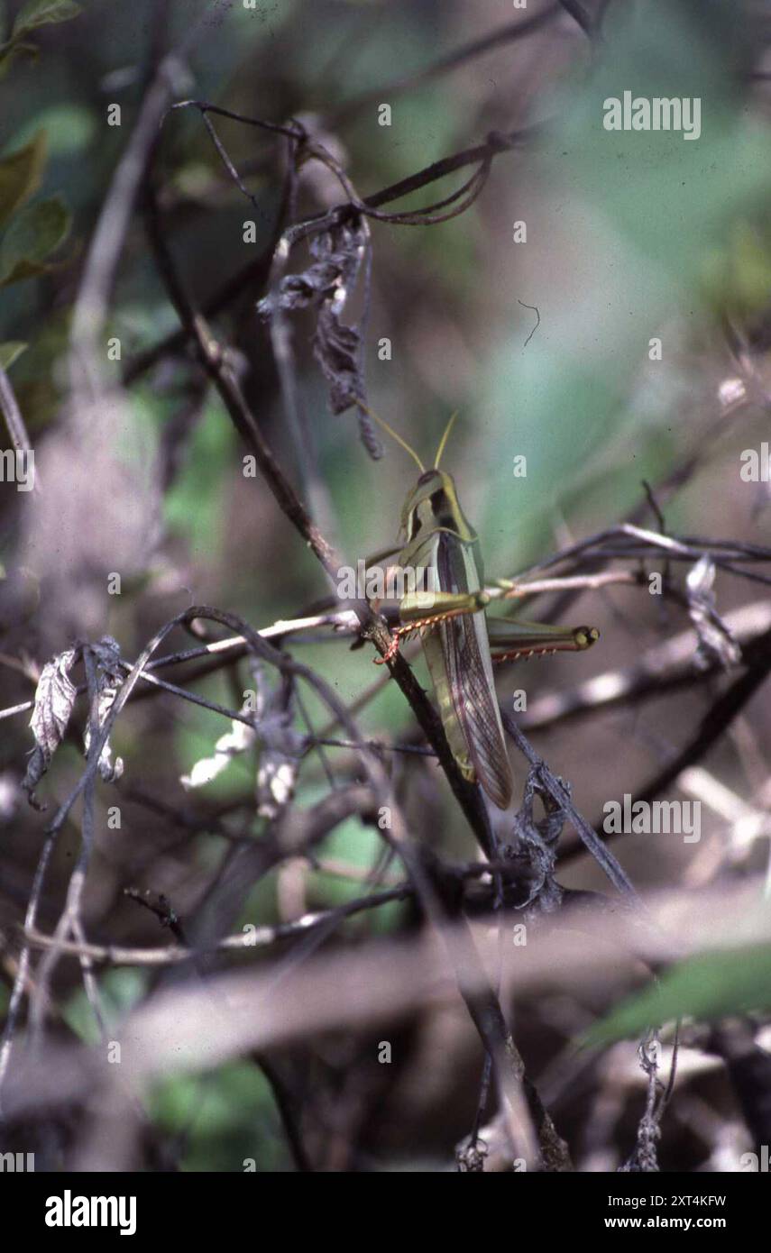 Green tree locust (Cyrtacanthacris aeruginosa) Insecta Stock Photo - Alamy