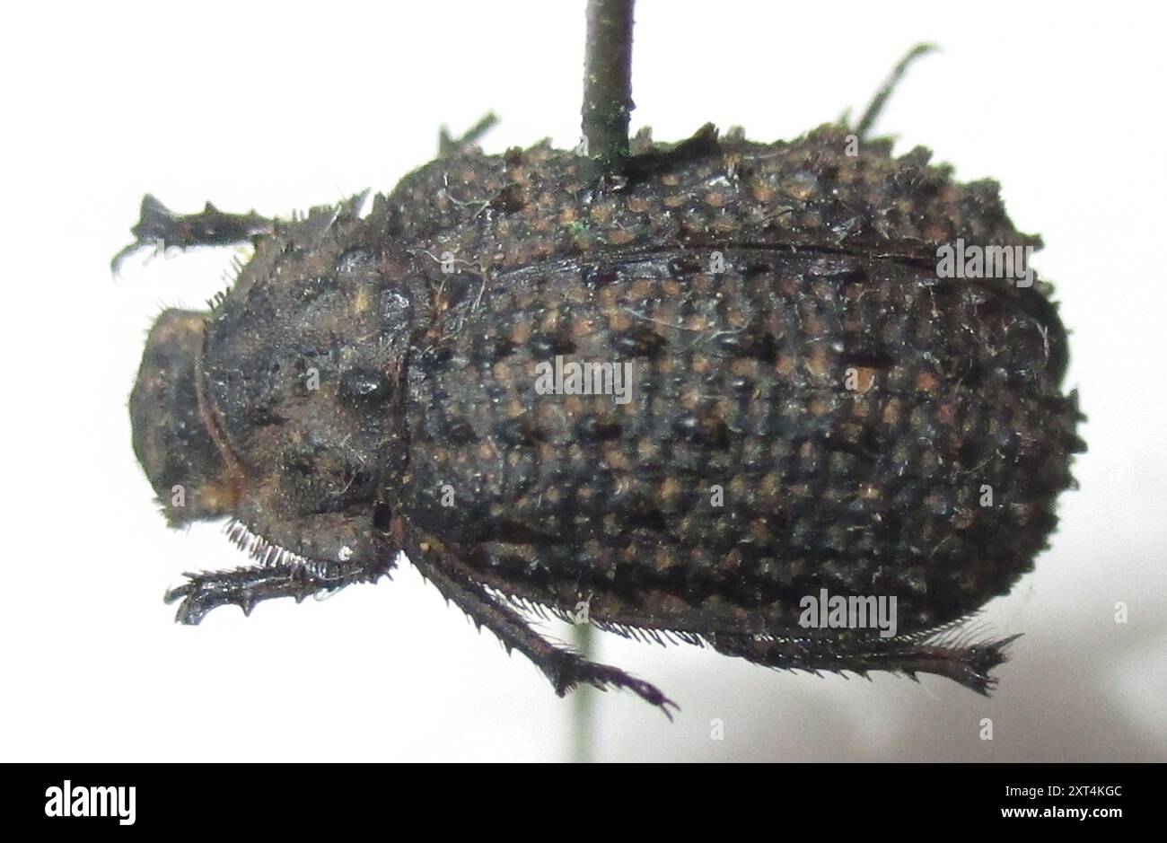 Eastern Highland Keratin Beetle (Phoberus lilianae) Insecta Stock Photo ...