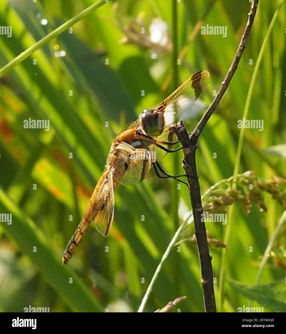 Painted Skimmer (Libellula semifasciata) Insecta Stock Photo - Alamy