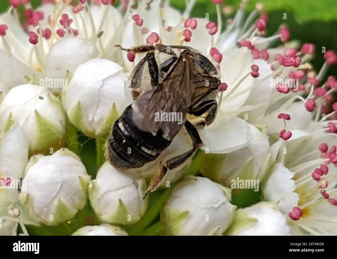 Mining Bees (Andrena) Insecta Stock Photo - Alamy