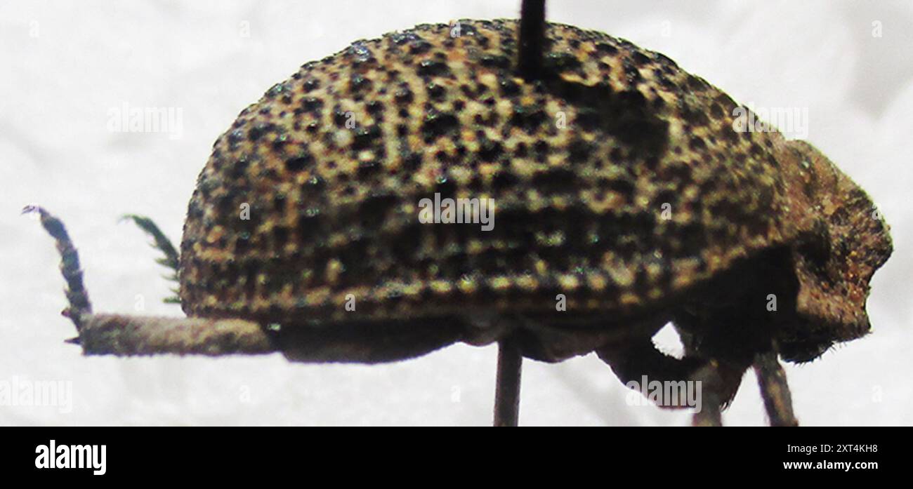 Carcass Beetles (Omorgus) Insecta Stock Photo - Alamy