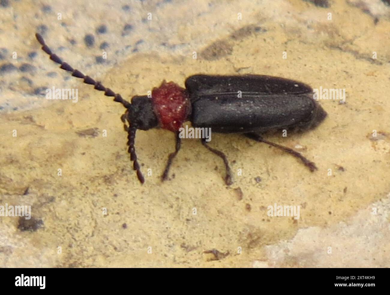 Lateral-lobed Soldier Beetle (Ditemnus latilobus) Insecta Stock Photo ...
