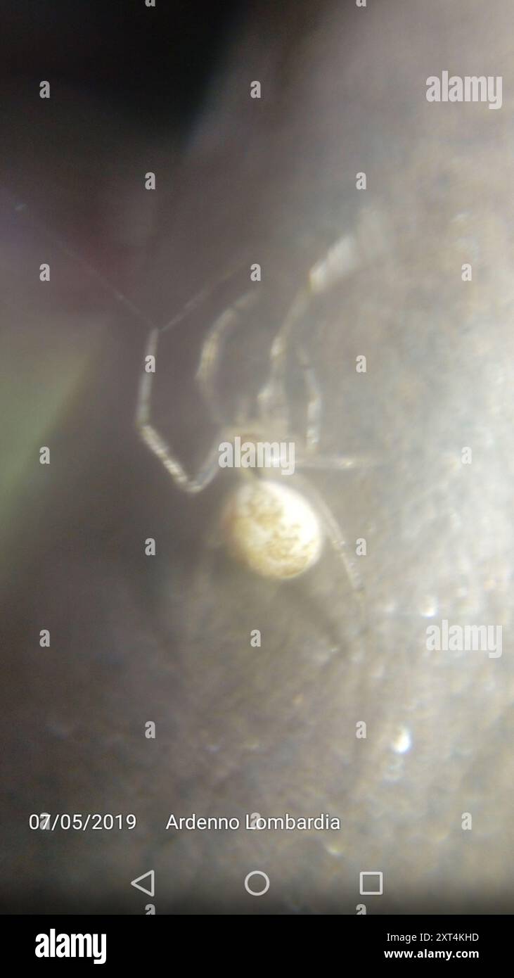 Typical Cobweb Spiders (Theridion) Arachnida Stock Photo - Alamy