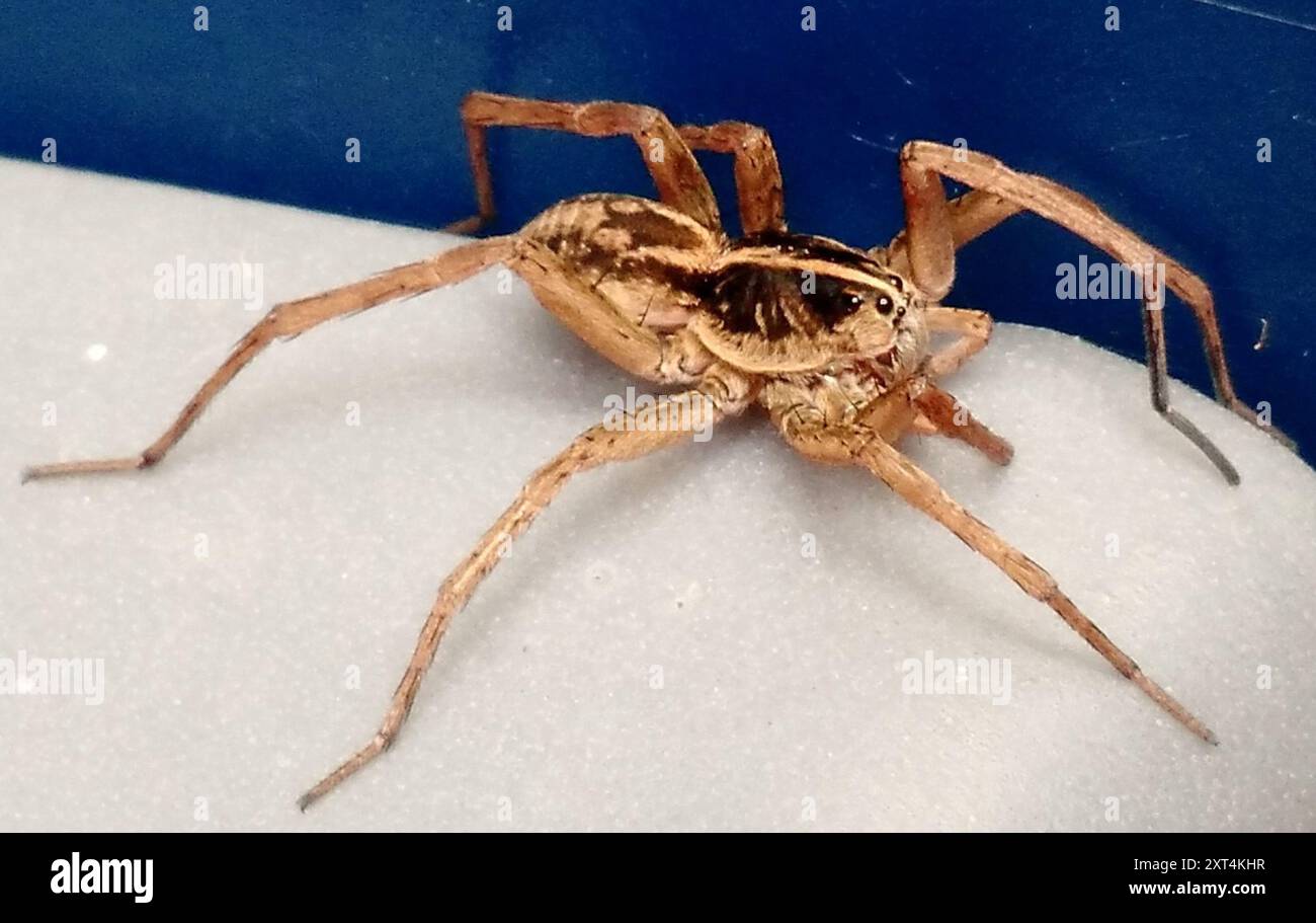 Wetland Giant Wolf Spider (Tigrosa helluo) Arachnida Stock Photo - Alamy