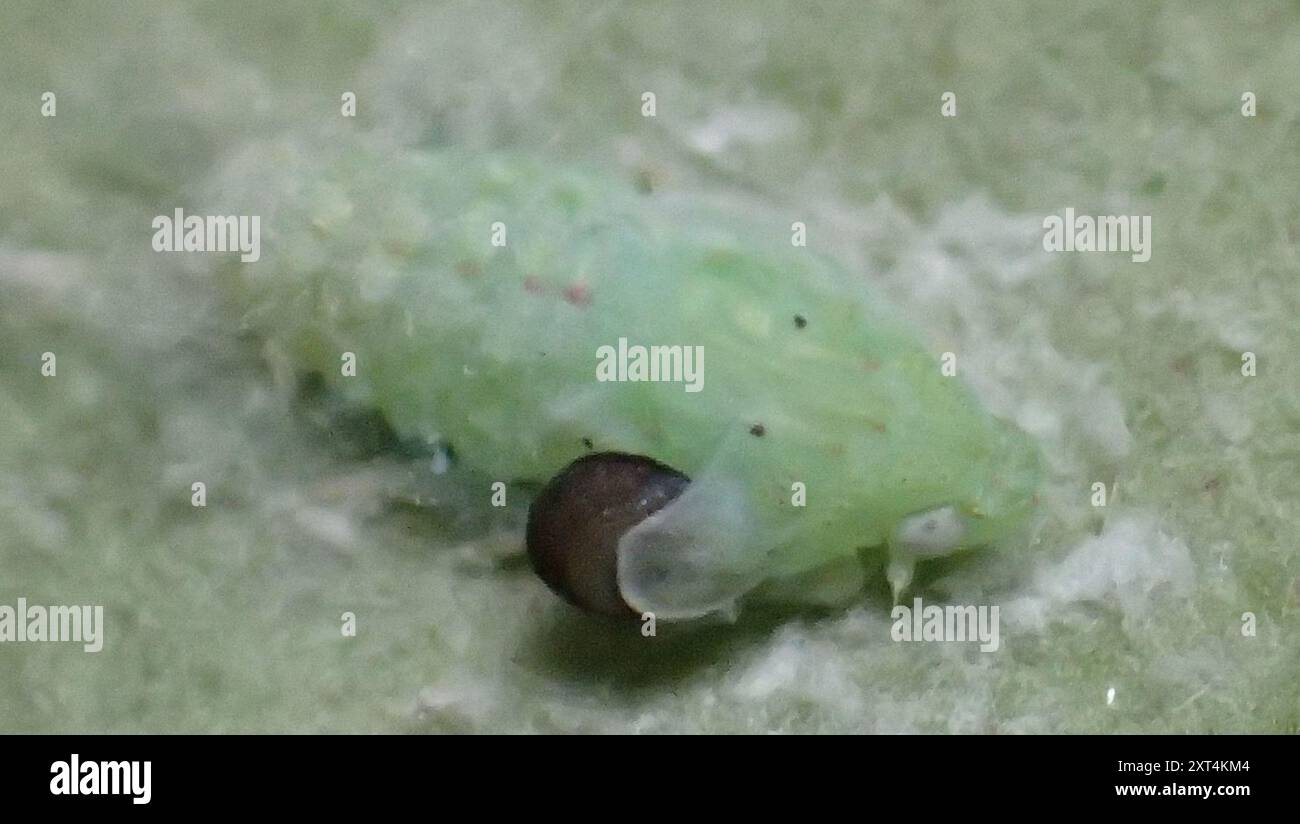 Pincer Wasps (Dryinidae) Insecta Stock Photo - Alamy