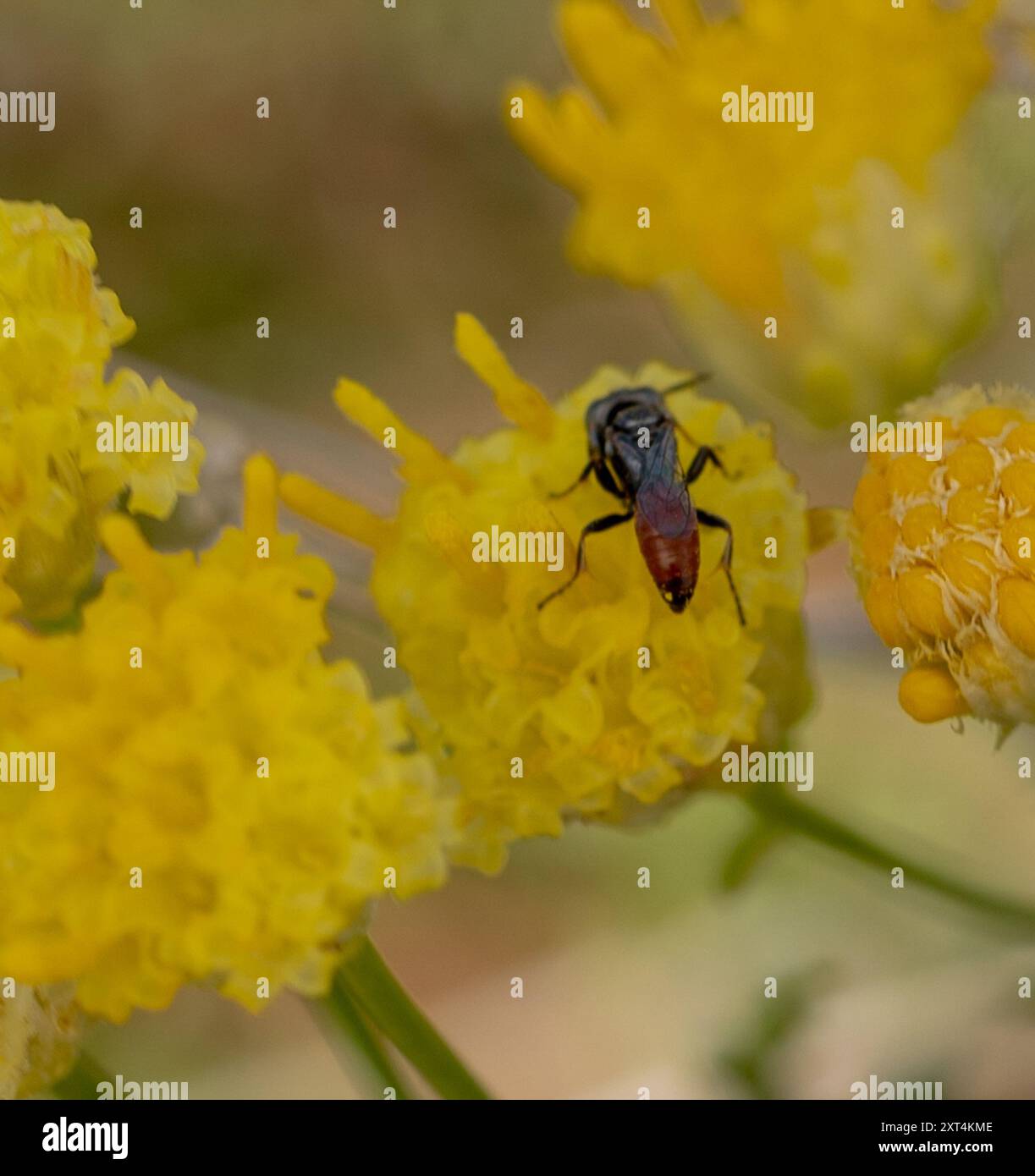 Square-headed Wasps (Crabroninae) Insecta Stock Photo - Alamy