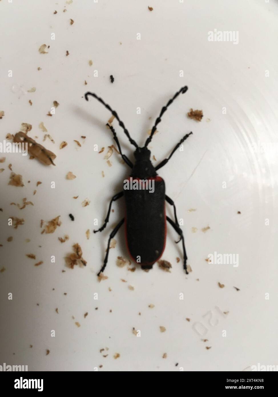 California Elderberry Borer (Desmocerus californicus) Insecta Stock ...