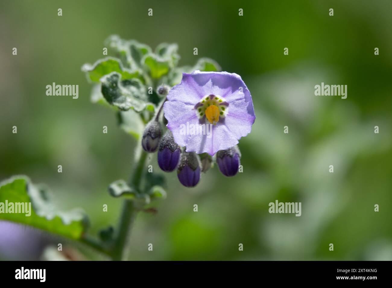 purple nightshade (Solanum xanti) Plantae Stock Photo - Alamy