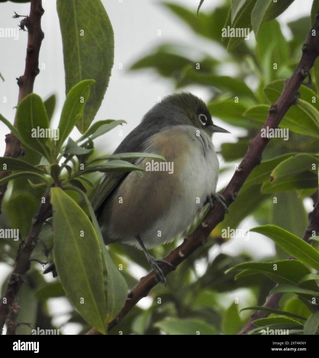 Tasmanian Silvereye (Zosterops lateralis lateralis) Aves Stock Photo ...