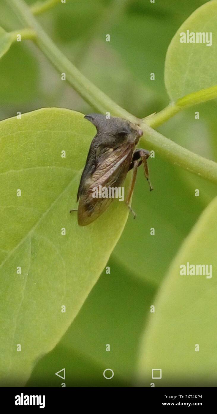 Horned Treehopper (Centrotus cornutus) Insecta Stock Photo - Alamy