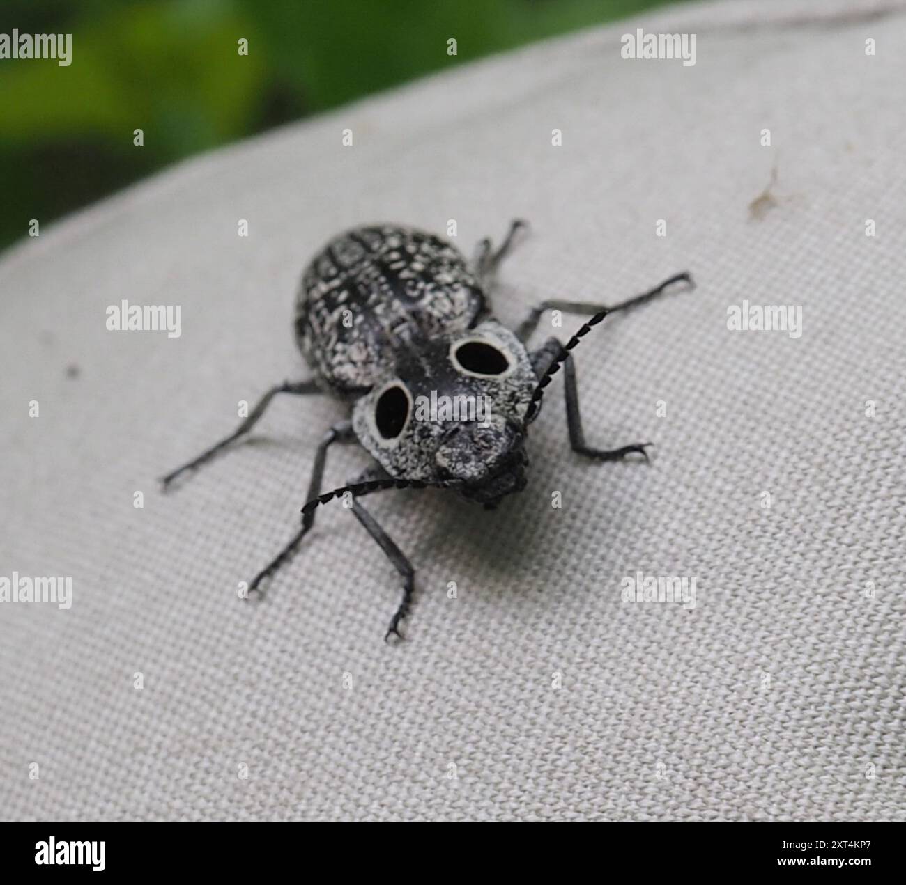 Eastern Eyed Click Beetle (Alaus oculatus) Insecta Stock Photo - Alamy