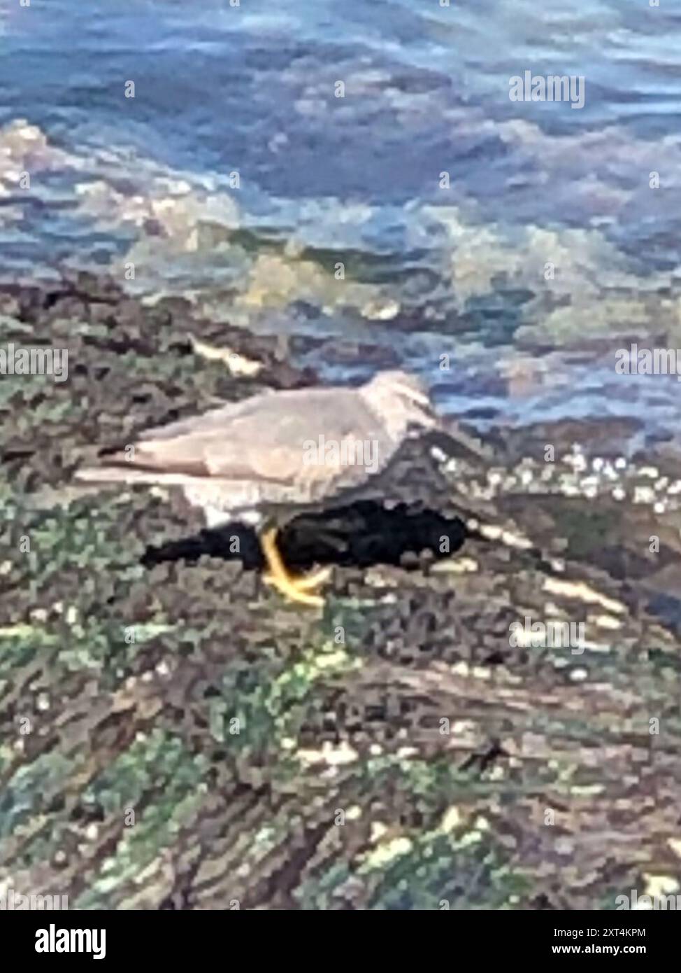 Wandering Tattler (Tringa incana) Aves Stock Photo - Alamy