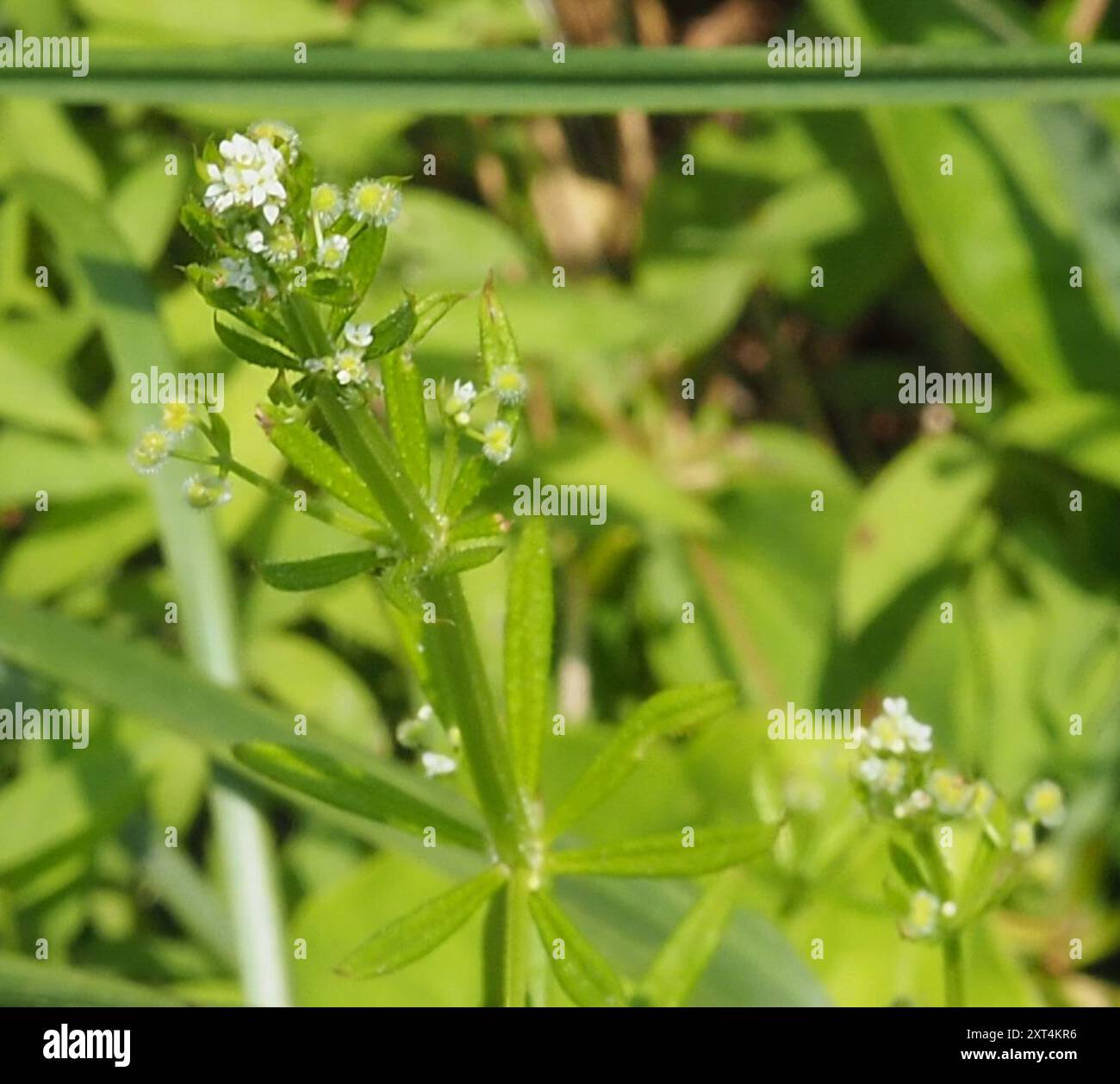 catchweed bedstraw (Galium aparine) Plantae Stock Photo - Alamy