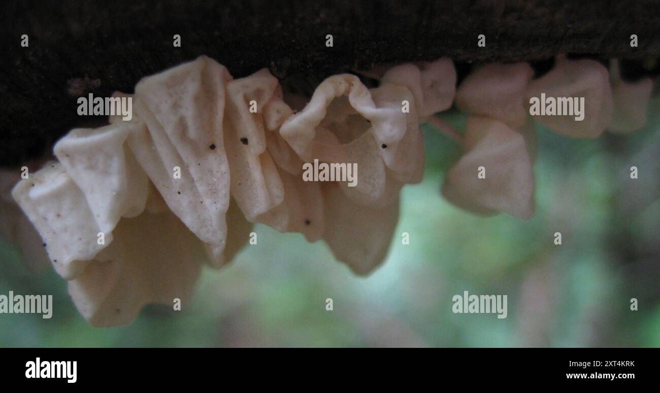 bladder stalks (Physalacria inflata) Fungi Stock Photo - Alamy