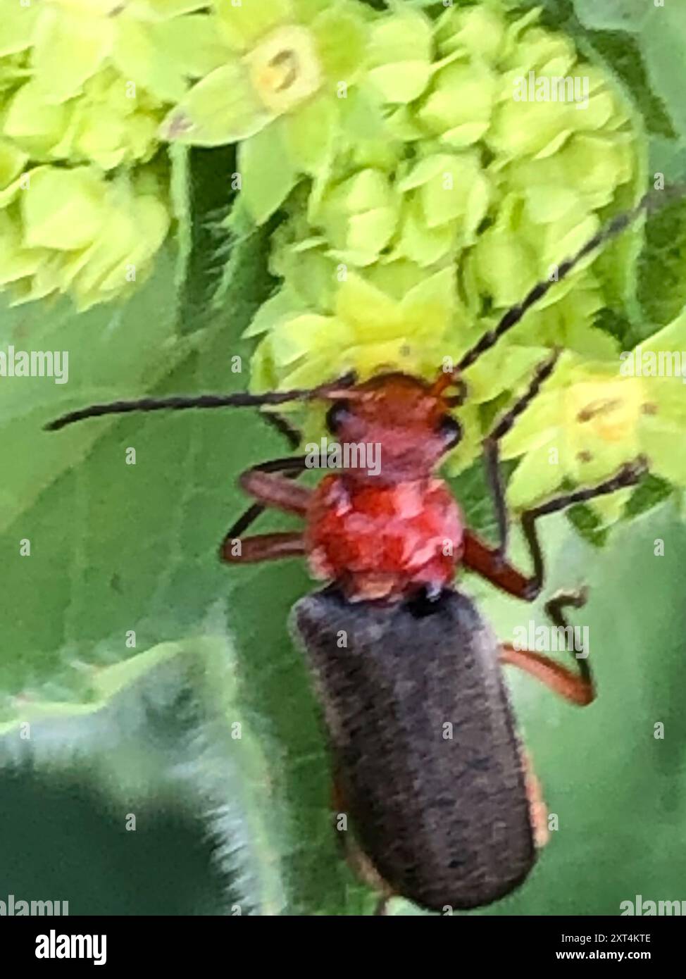 Downy Leather-winged Beetle (Podabrus pruinosus) Insecta Stock Photo ...