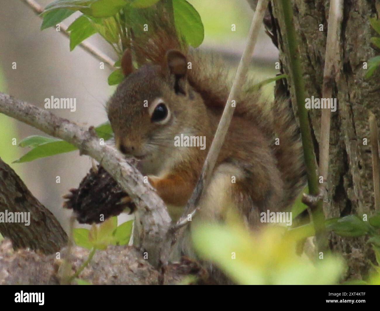 American Red Squirrel (Tamiasciurus hudsonicus) Mammalia Stock Photo ...