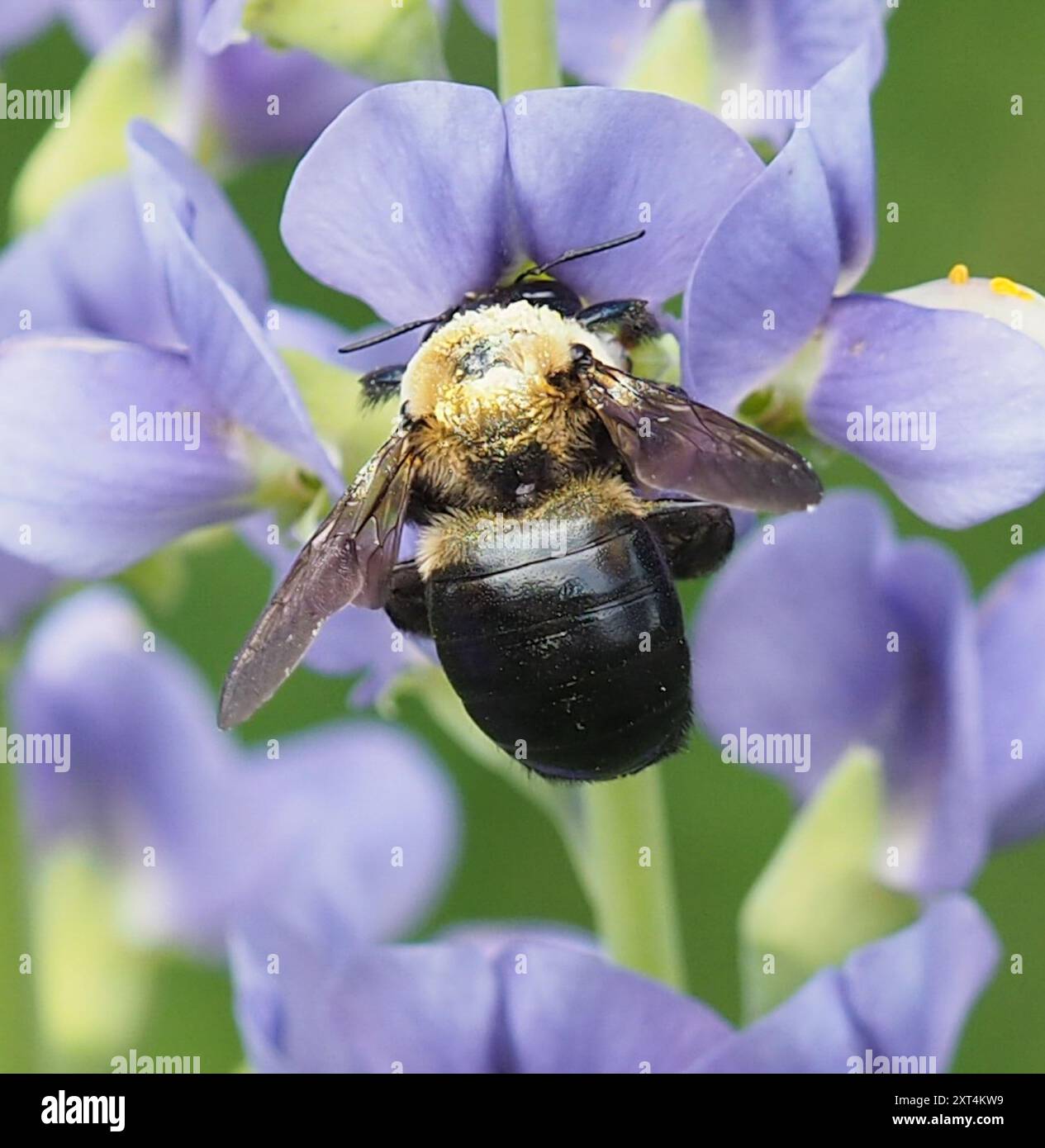 Eastern Carpenter Bee (Xylocopa virginica) Insecta Stock Photo - Alamy