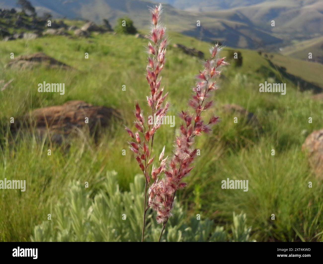 bristle-leaved red-top grass (Melinis nerviglumis) Plantae Stock Photo ...