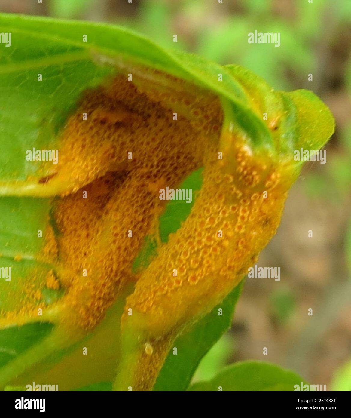 Crown Rust (Puccinia coronata) Fungi Stock Photo - Alamy