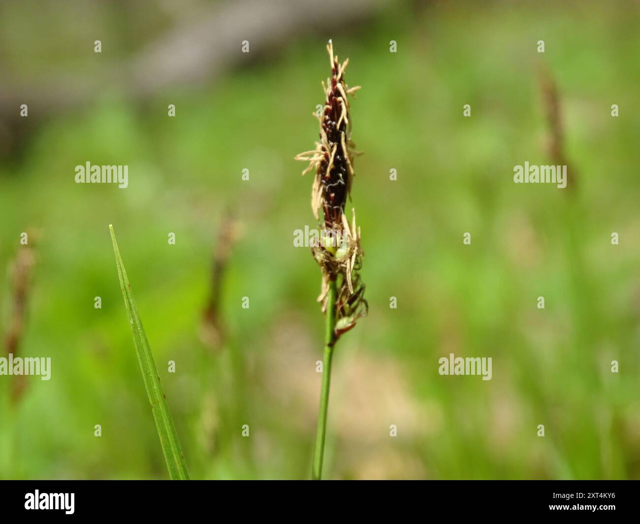 Pennsylvania sedge (Carex pensylvanica) Plantae Stock Photo - Alamy