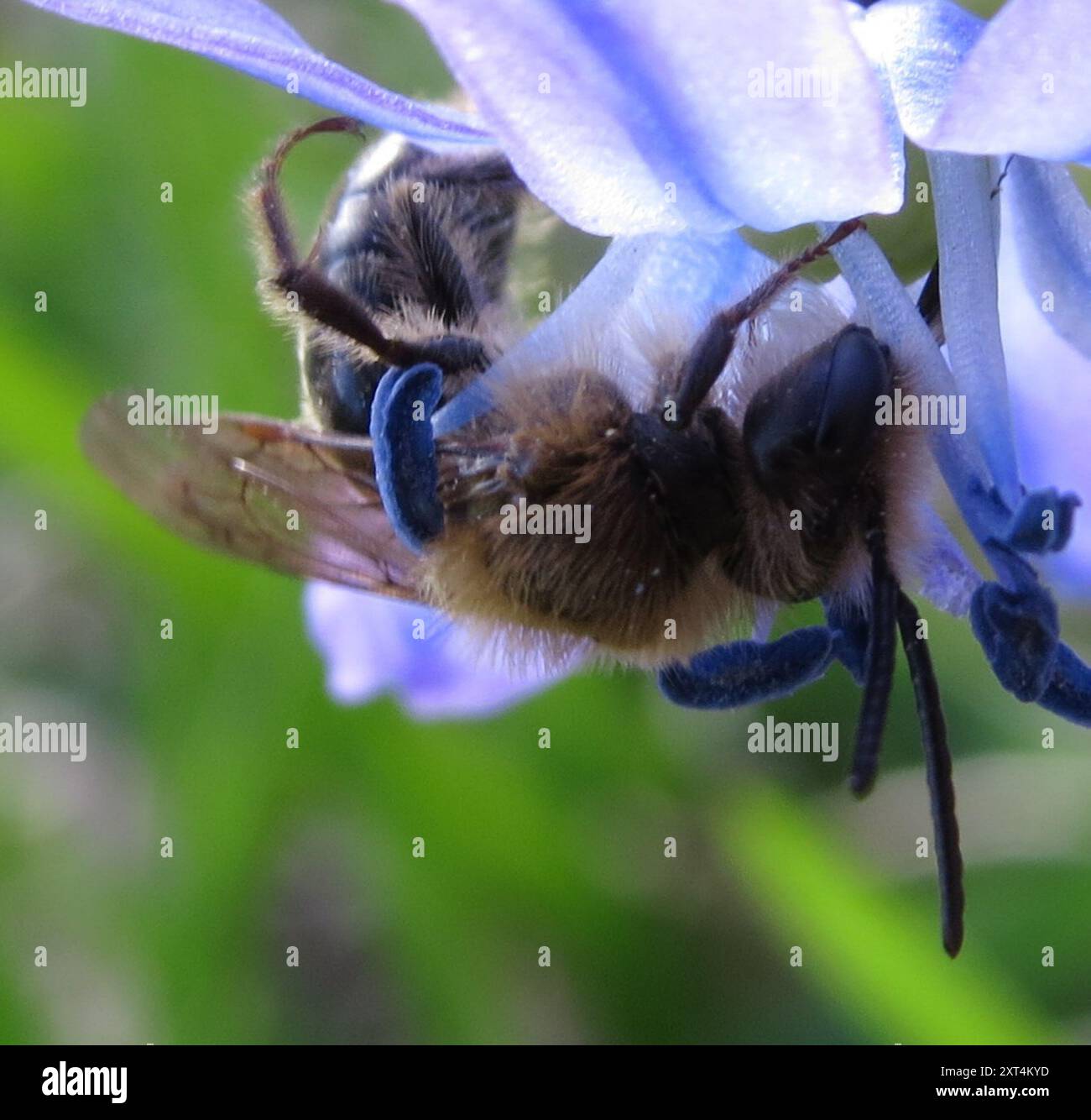 Mining Bees (Andrena) Insecta Stock Photo - Alamy