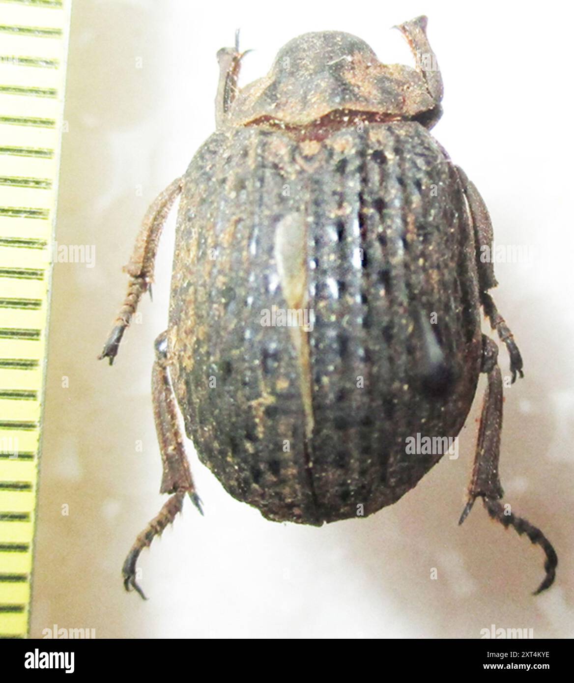 (Omorgus squalidus) Insecta Stock Photo - Alamy