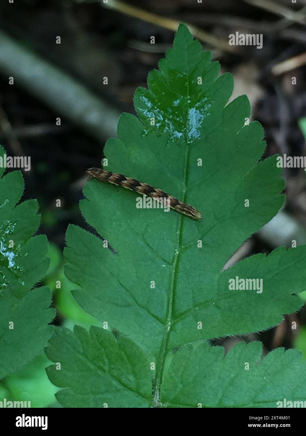 Geometer Moths (Geometridae) Insecta Stock Photo - Alamy