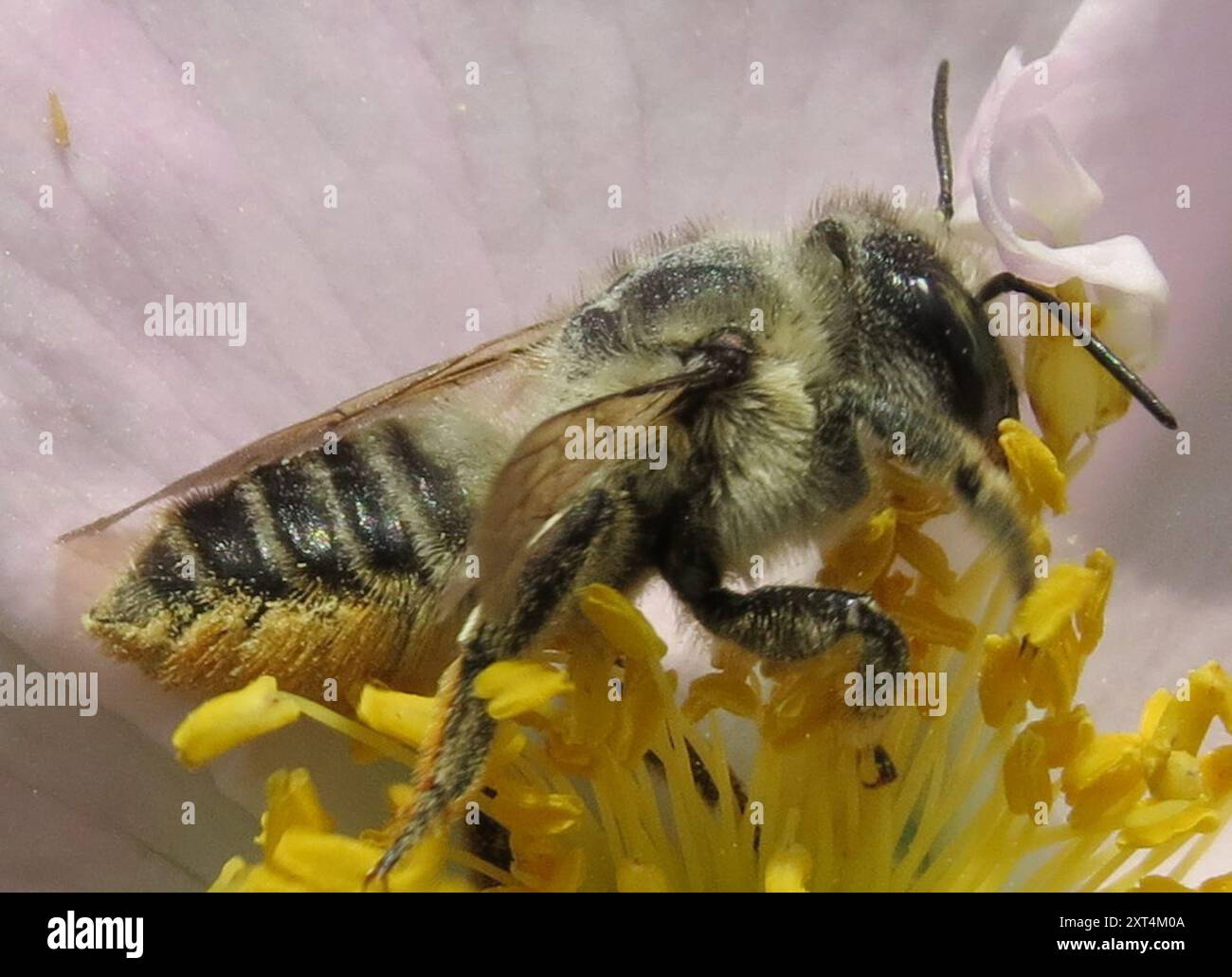 broad-handed leafcutter bee (Megachile latimanus) Insecta Stock Photo ...