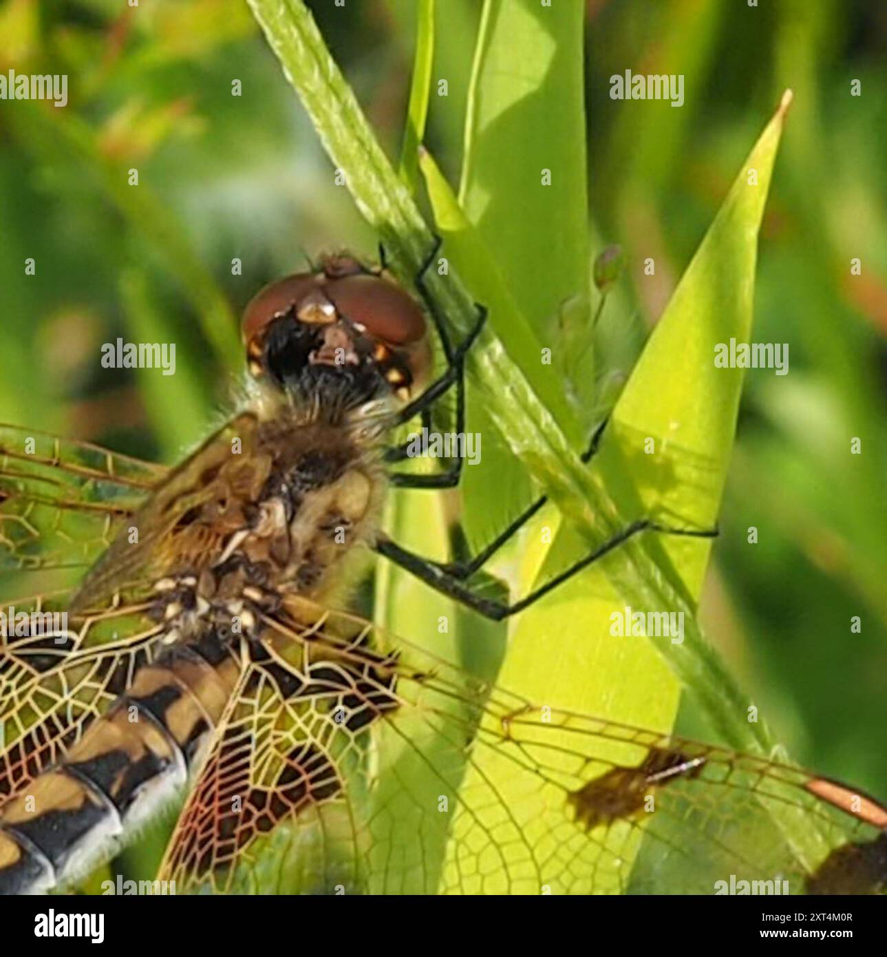 Calico Pennant (Celithemis elisa) Insecta Stock Photo - Alamy