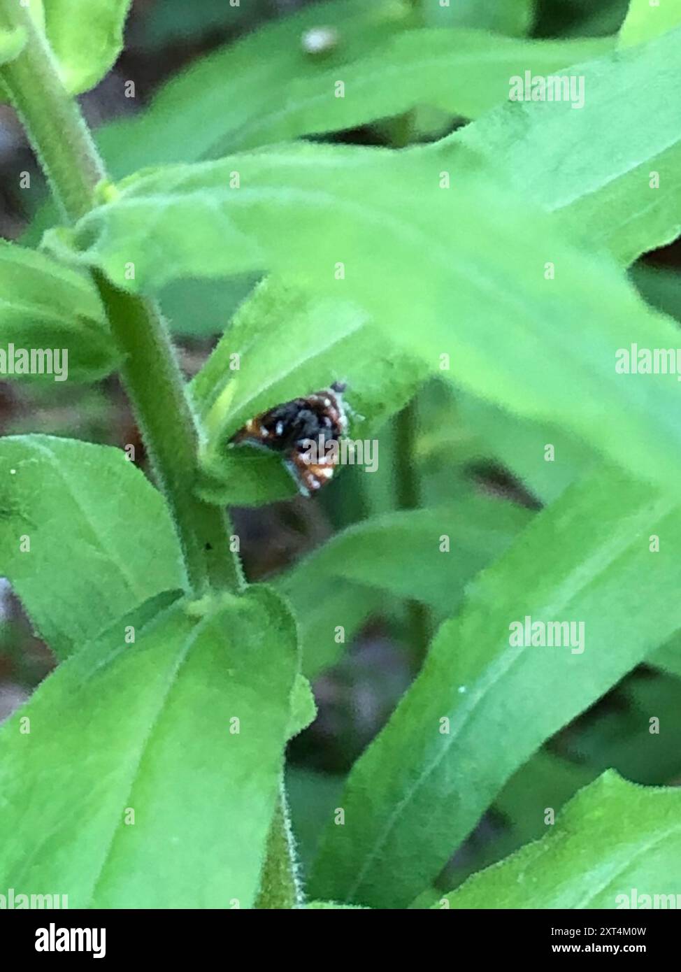 Skullcap Skeletonizer Moth (Prochoreutis inflatella) Insecta Stock ...