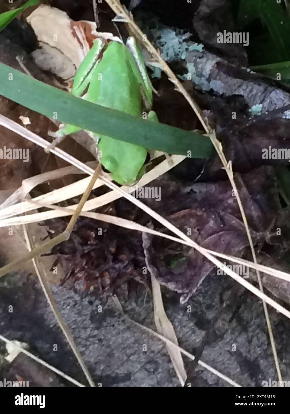 Holarctic Treefrogs (Hyla) Amphibia Stock Photo - Alamy