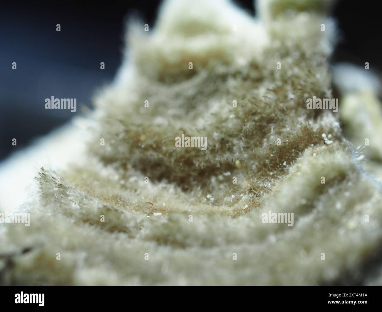 bracket fungi (Polyporaceae) Fungi Stock Photo - Alamy