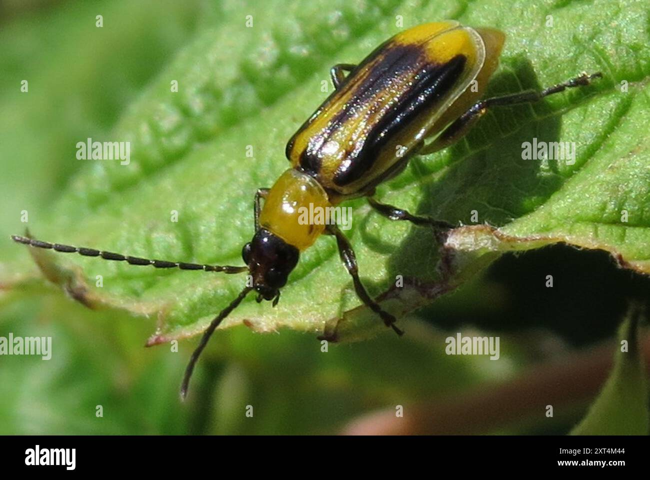 Western Corn Rootworm (Diabrotica virgifera) Insecta Stock Photo - Alamy